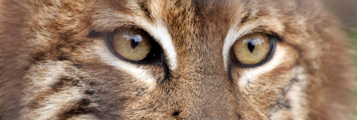 About NYWRC, Inc. – New York Wildlife Rescue Center, Inc.