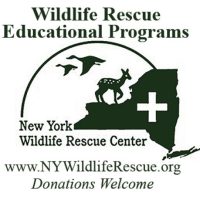 Wildlife Alive! – New York Wildlife Rescue Center, Inc.