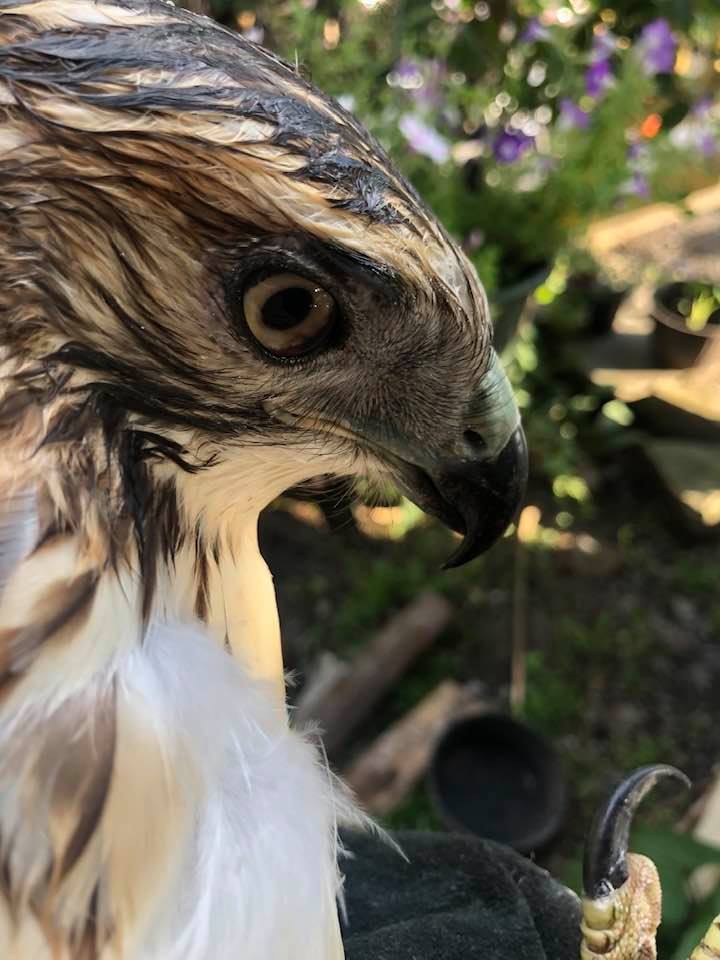 A Busy Raptor Day – New York Wildlife Rescue Center, Inc.