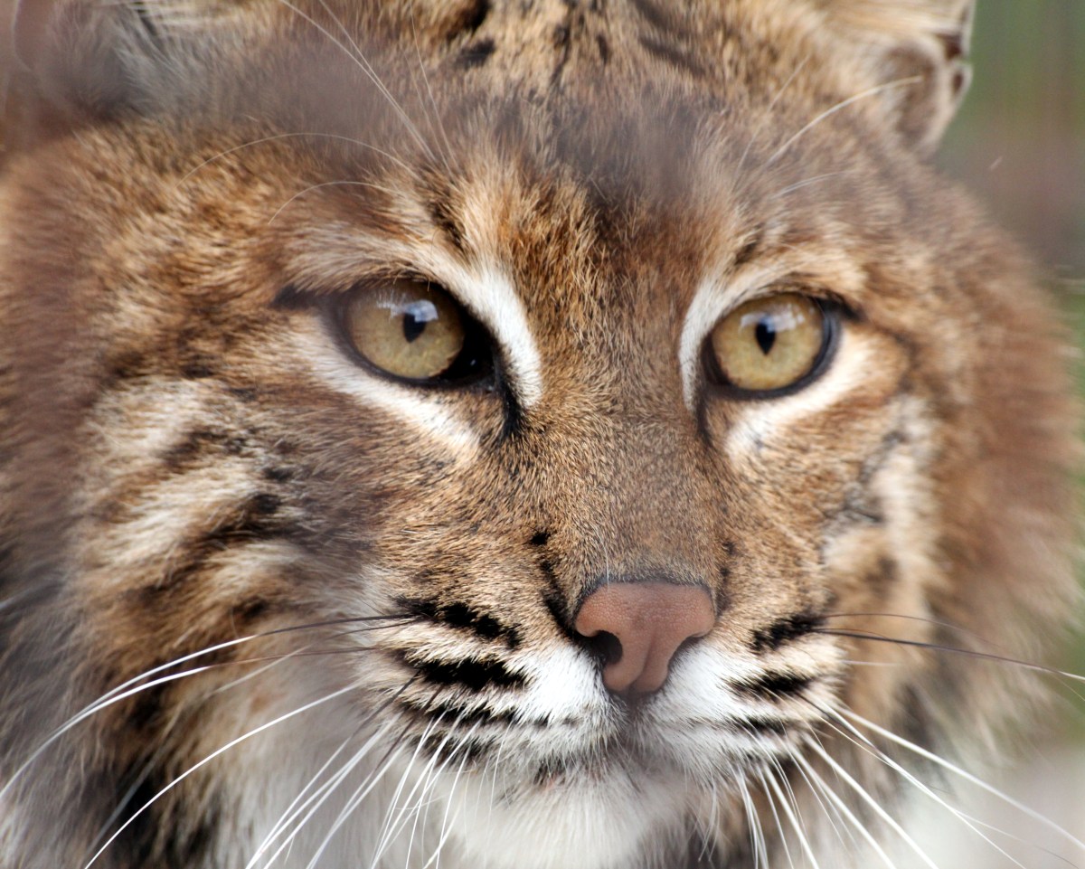 Farewell, Oscar – New York Wildlife Rescue Center, Inc.